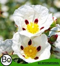 Labdanum Resinoid, Feature : Nourishing at Best Price in Delhi - ID ...