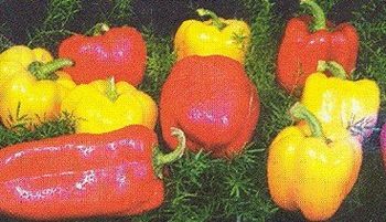 Fresh Color Capsicum at Best Price in Kanpur - ID: 4685212 | Arun ...