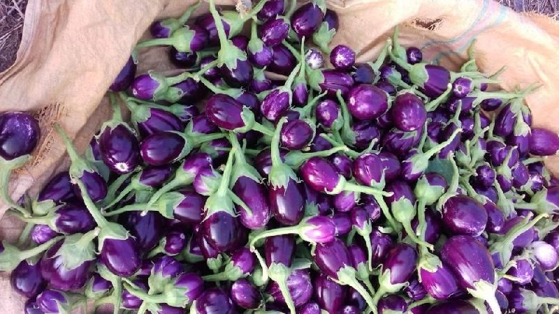 bringel by Radhe Digital, fresh eggplant, INR 50 / kg ( Approx ) from ...