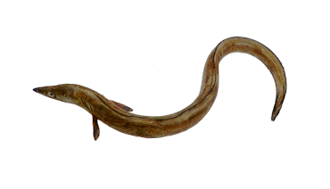 Retailer of Fresh Fish from Gir Somnath, Gujarat by Shyam Marine Foods