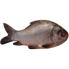 Catla Fish, For Cooking, Food, Human Consumption, Making Medicine ...