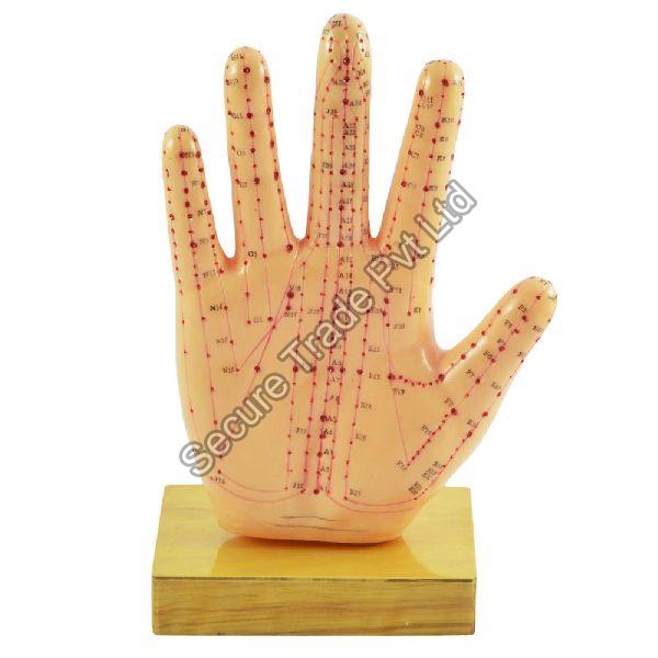 Acupuncture Hand Model, Finishing : Polished by Secure Trade Pvt Ltd ...