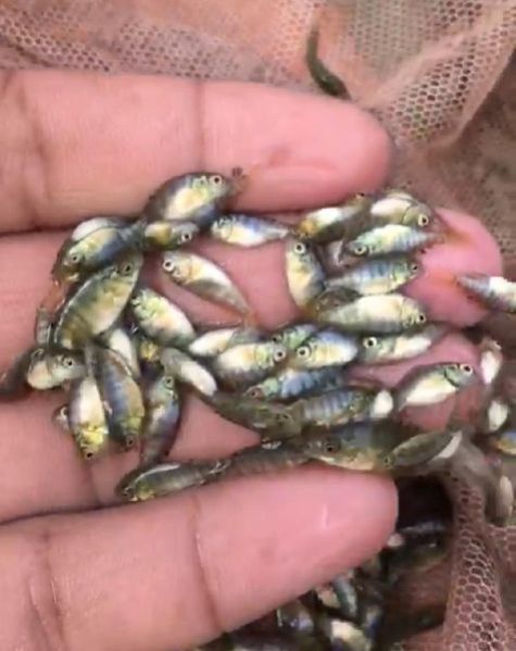 Ali Fishery in Kolkata - Supplier of Ali Fishery & Pangus Fish