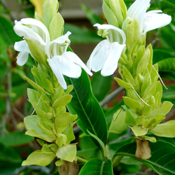 Adhatoda vasica at Best Price in Madurai | Siva Traders