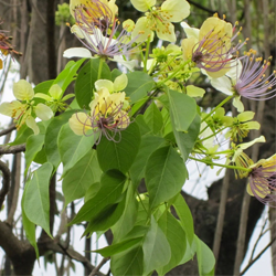 Crataeva nurvala by Siva Traders from Madurai Tamil Nadu | ID - 6038116