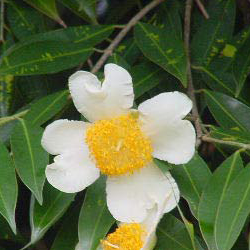 Mesua ferrea by Siva Traders from Madurai Tamil Nadu | ID - 6039274