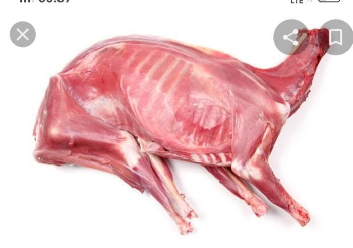 Goat meat in Satna - Supplier of Goat Meat & Live Goat