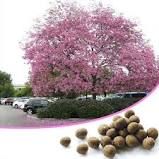 Dita Tree Seeds at Rs 120 in Dehradun - ID: 5793391 | Sugatu Global