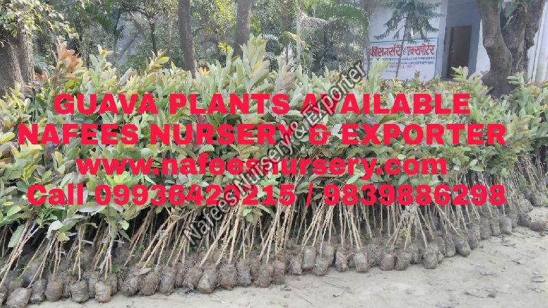 Guava Allahabad Safeda Grafted Plant at best price INR 18 / Piece in ...