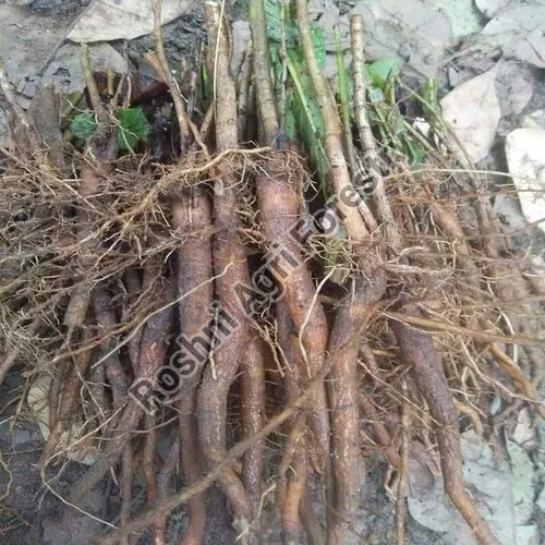 Teak Root Shoot, INR 1.50 / Piece by Roshni Agri Forestry from ...