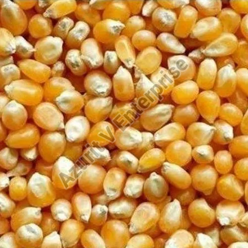 Yellow Corn Seeds