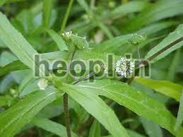False Daisy Extract, Specialities : Dark-green powder, Packaging Type ...