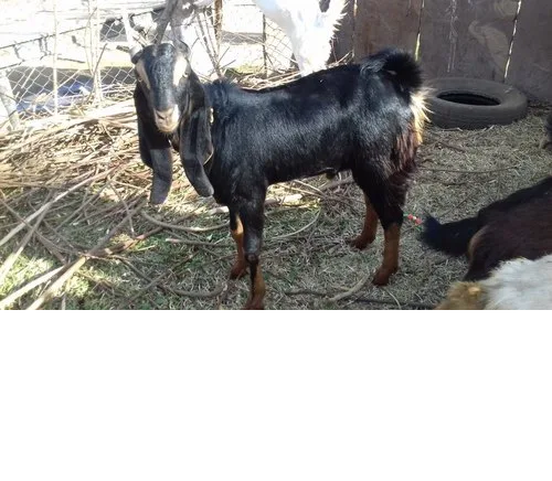 Kota Goat - Hans Goat Farm, Ajmer, Rajasthan