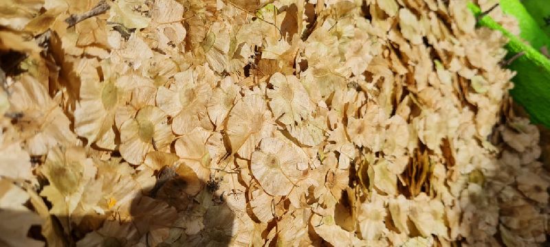 Dried Halopatelea Ntegrifolia Elm Tree Seeds (Chilbil), Packaging Size ...