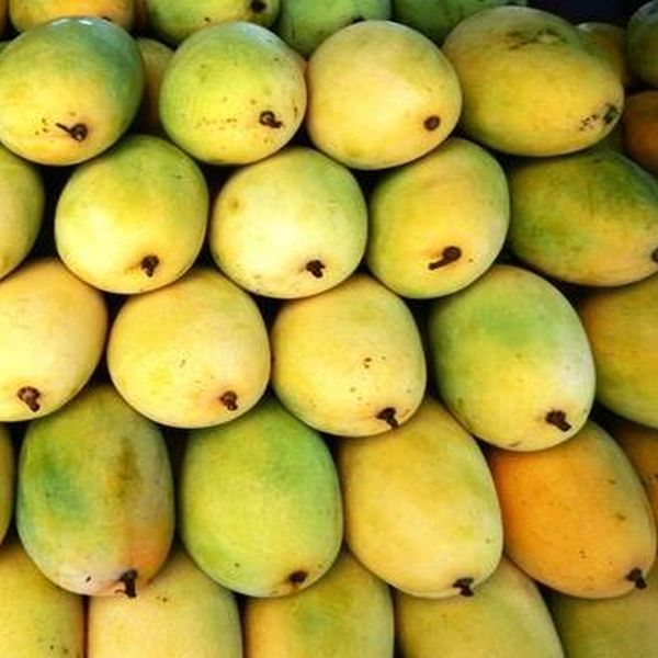 Common Fresh Mango,fresh mango, for Direct Consumption, Taste ...