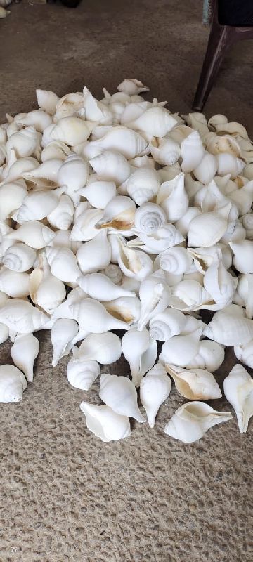 Octagonal Polished Sea Conch Shells, For Handwash Product, Style ...