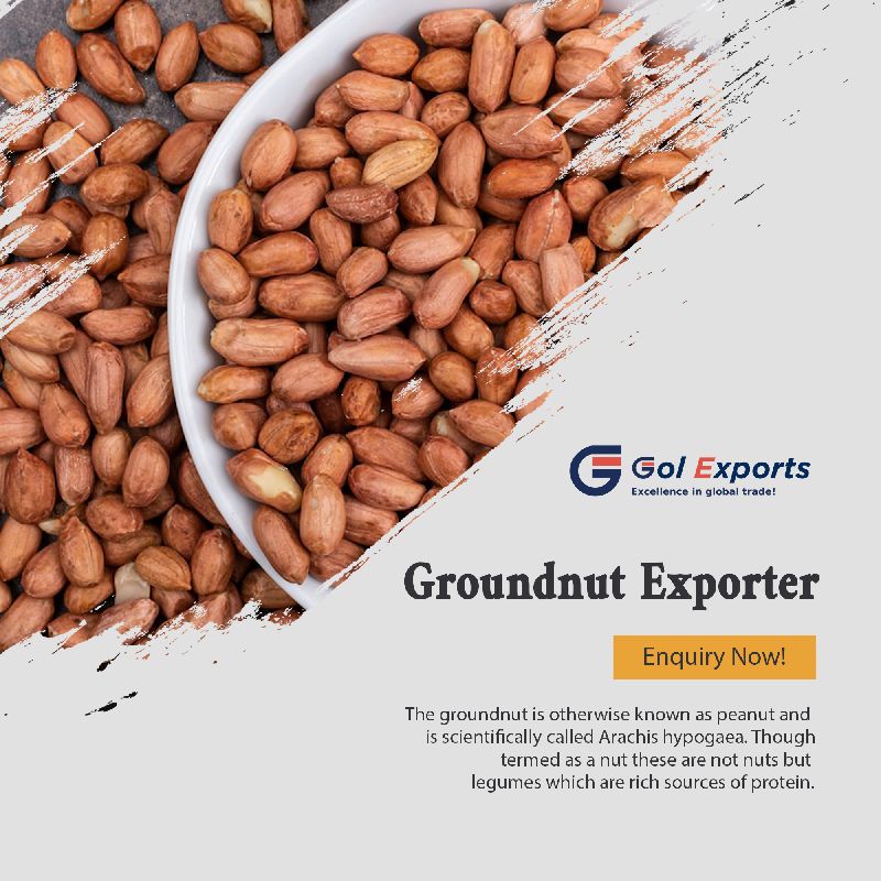 groundnut, Packaging Type : Bags, Color : Brown at Best Price in Amreli ...