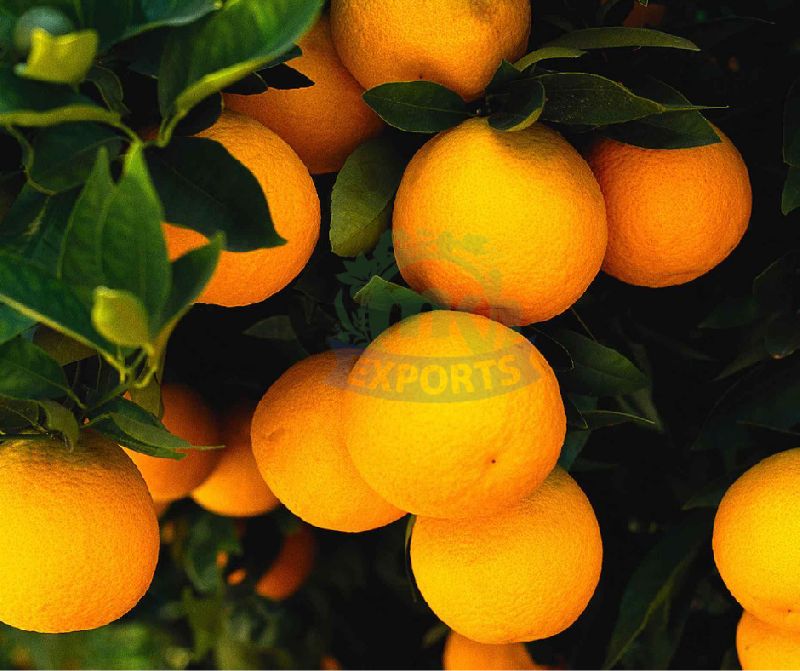 Fresh Orange at best price in Navi Mumbai Maharashtra from M. K ...