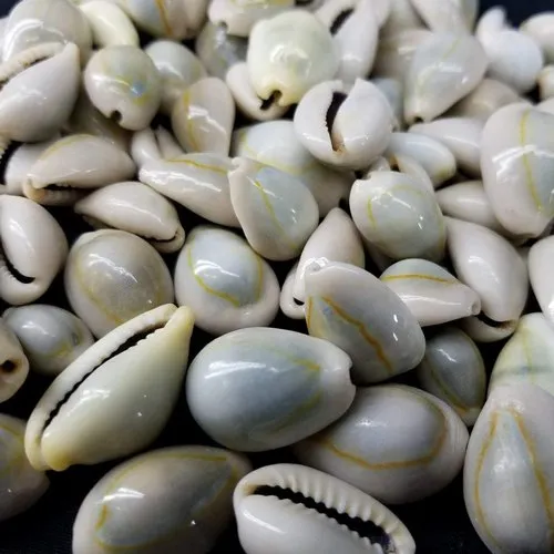 Cowrie Natural Seashell, INR 800 / Kilogram by Beads Kart from Varanasi ...