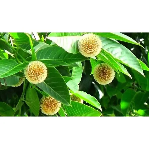 Kadamba Plant - HARDOI KISAN PRODUCER COMPANY LIMITED, Hardoi, Uttar ...