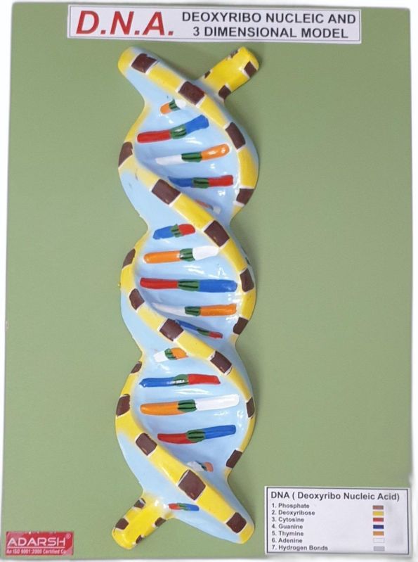 Pvc DNA Model on Board, for Laboratory, Color : Multicolor at Rs 400 ...