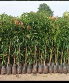 Jada Farm in Rajkot - Manufacturer of Nursery Plant & Coconut Plant