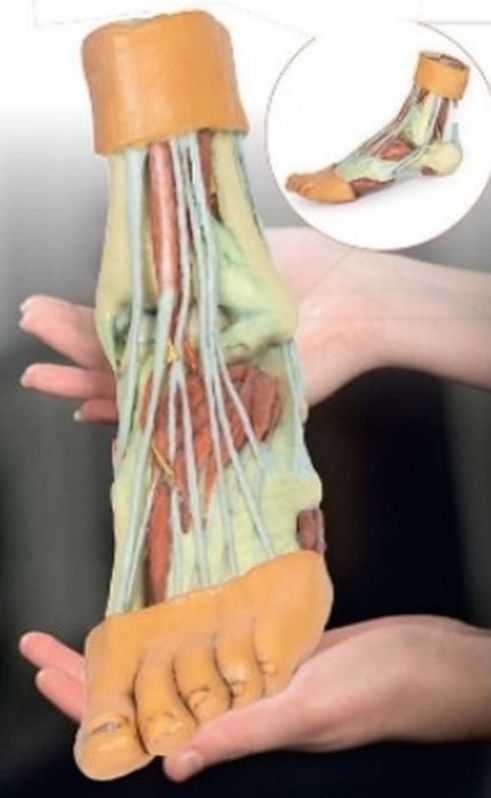 Foot Structures Plantar 3D Anatomical Model, For School, Science ...