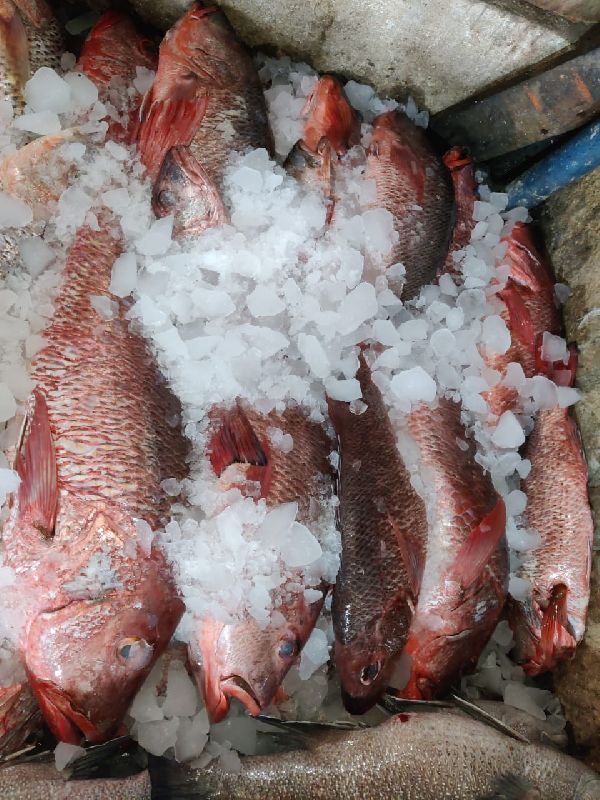 Snappers Fish 2500gm Up, Style : Frozen at Rs 700 in Ratnagiri - ID ...