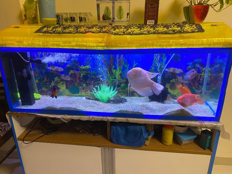 Arshils company in Mumbai - Retailer of 4 ft fish tank with l the fishes