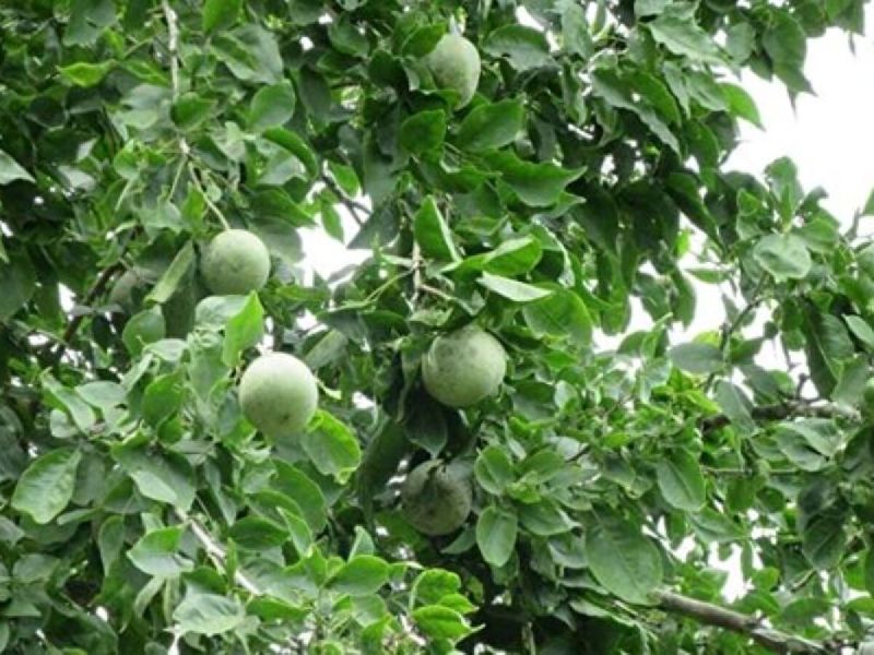 Green BAEL PATTHAR FRUIT - Amritanjali Ayurved (OPC) Pvt. Ltd., Udaipur ...