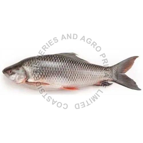 Fresh Rohu Fish - Coastside Fisheries and Agro Private Limited, Pune ...