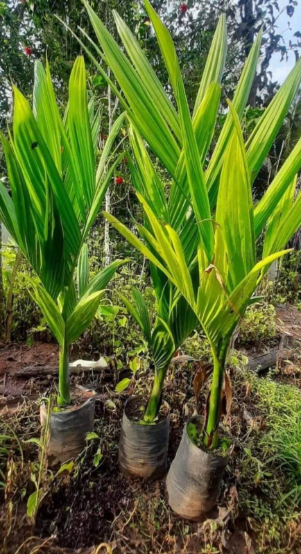 Areca Nut Plant, For Plantation, Size : 2ft - Daffodil Enterprise, Hojai, Assam