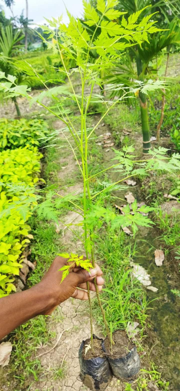 Neem Tree, for garden - Daffodil Enterprise, Hojai, Assam