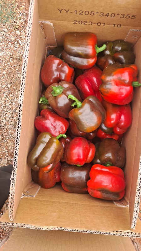 Rezwan Round Organic Red Capsicum, for Food, Feature : Purity, Hygienic ...