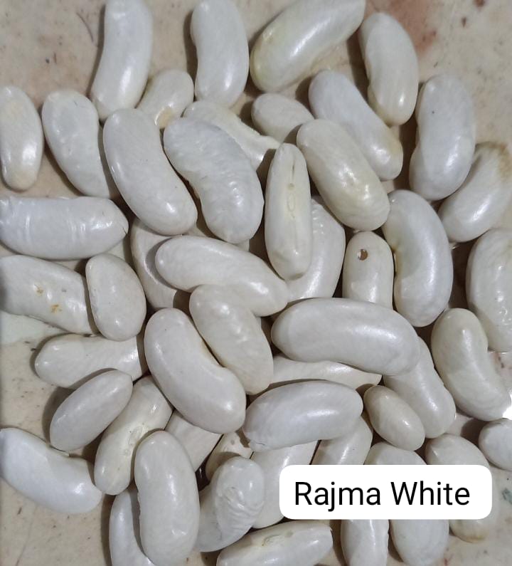 Beans Oval Natural White Rajma, for Cooking, Style : Dried at Rs 130 ...