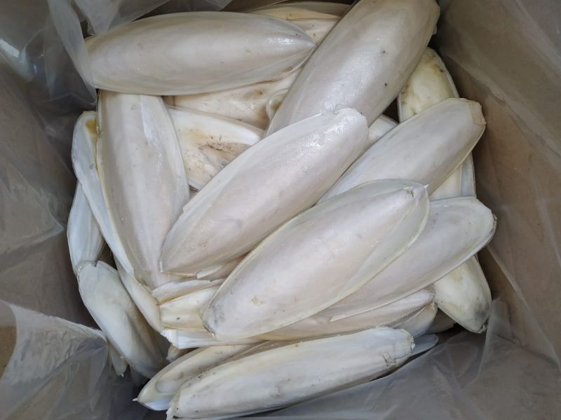 Dried Natural Cuttlefish Bone (cuttlebone, Sepia), Certification ...