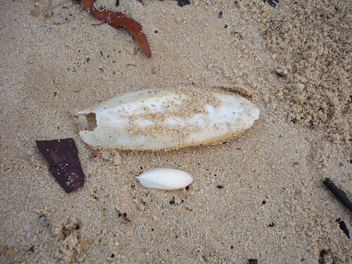 Dried Natural Cuttlefish Bone (cuttlebone, Sepia), Certification ...