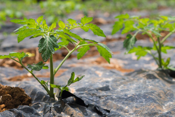 Soil Disinfection Film at Best Price in Daman and Diu | Aristo Flexi Pack