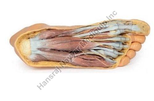 Foot Plantar Surface 3D Anatomical Model, For School, Science ...