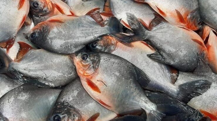 DK INTERNATIONAL in Medinipur - Supplier of Rupchanda Fish