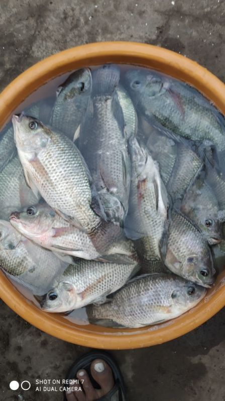 Patil fish Farm in Raigad - Manufacturer of Tilapia Fish
