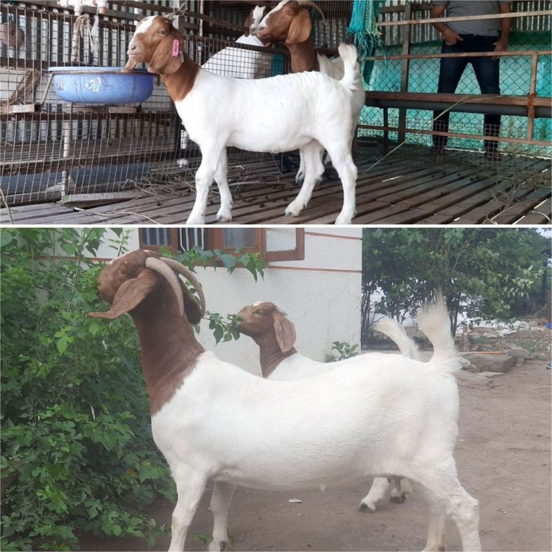 African Boer Goat, Gender : Female, Male at Rs 15000 in Satara - ID ...