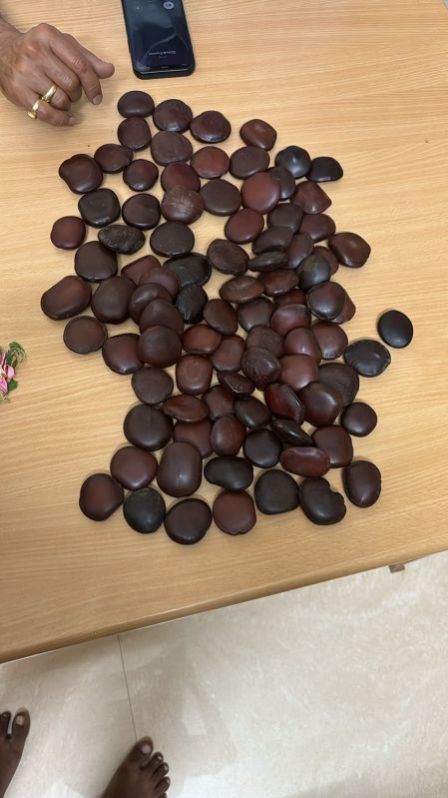 Siva Traders in Chennai - Supplier of Natural Entada Rheedii Seeds