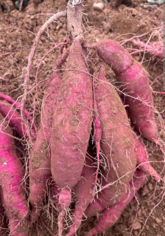 Natural Sweet Potato, Color : Brown, Packaging Size : 20 Kg, Variety ...