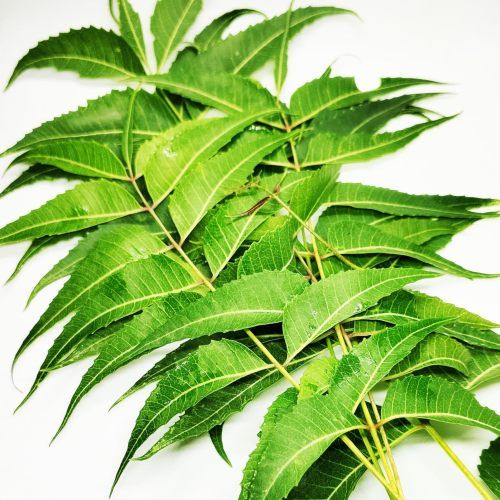 Neem Leaves, Color : Green For Medicine at Rs 150 in Delhi - ID: 7780031