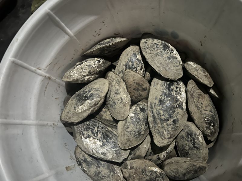 Baba fish in Imphal - Supplier of Mussels & Mussel