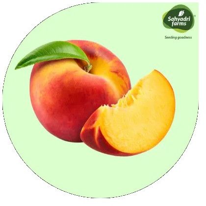 Fresh Peach at Best Price in Navi Mumbai - ID: 8407926 | Sahyadri ...