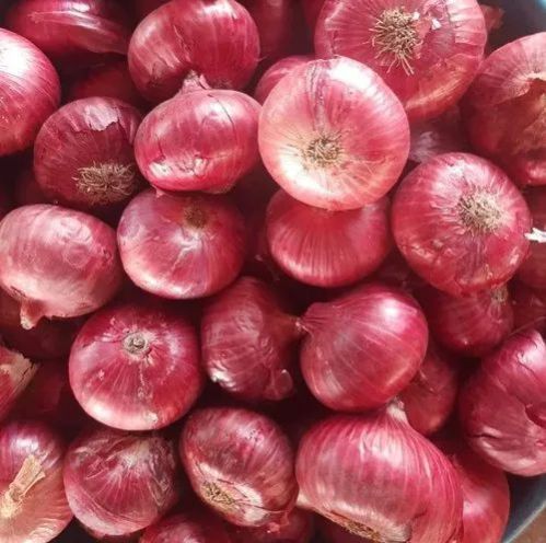 Natural India Fresh Red Onion, Packaging Size : 20 Kg For Cooking at Rs 25 in Bhavnagar