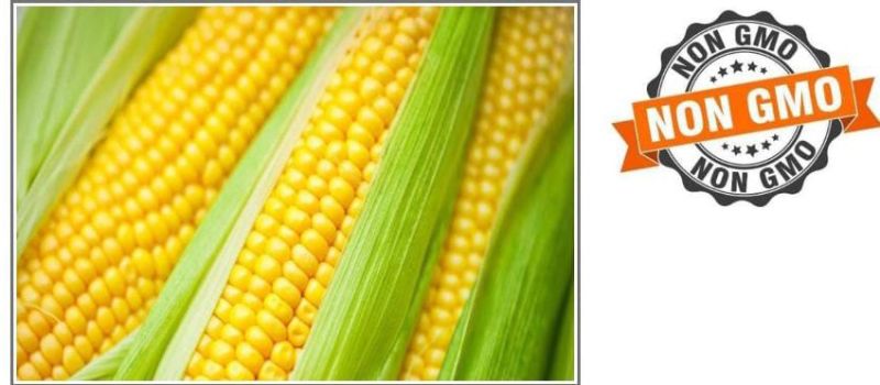 Non Gmo Yellow Corn 14%, Grade : Feed Grade, Packaging Size : 50Kg at ...
