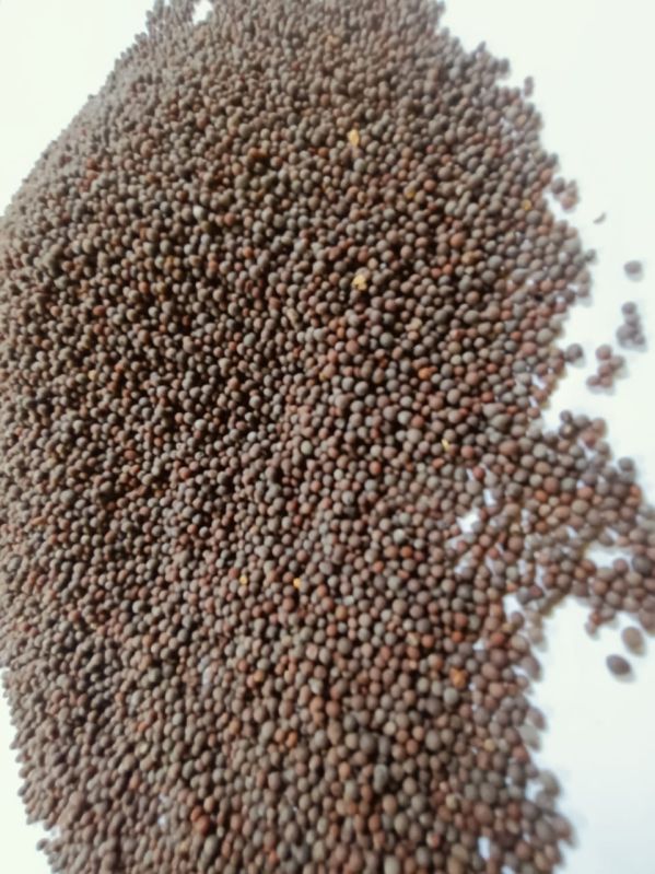 Natural Non Sortex Black Mustard Seeds 9%, Packaging Size : 50kg at Rs ...